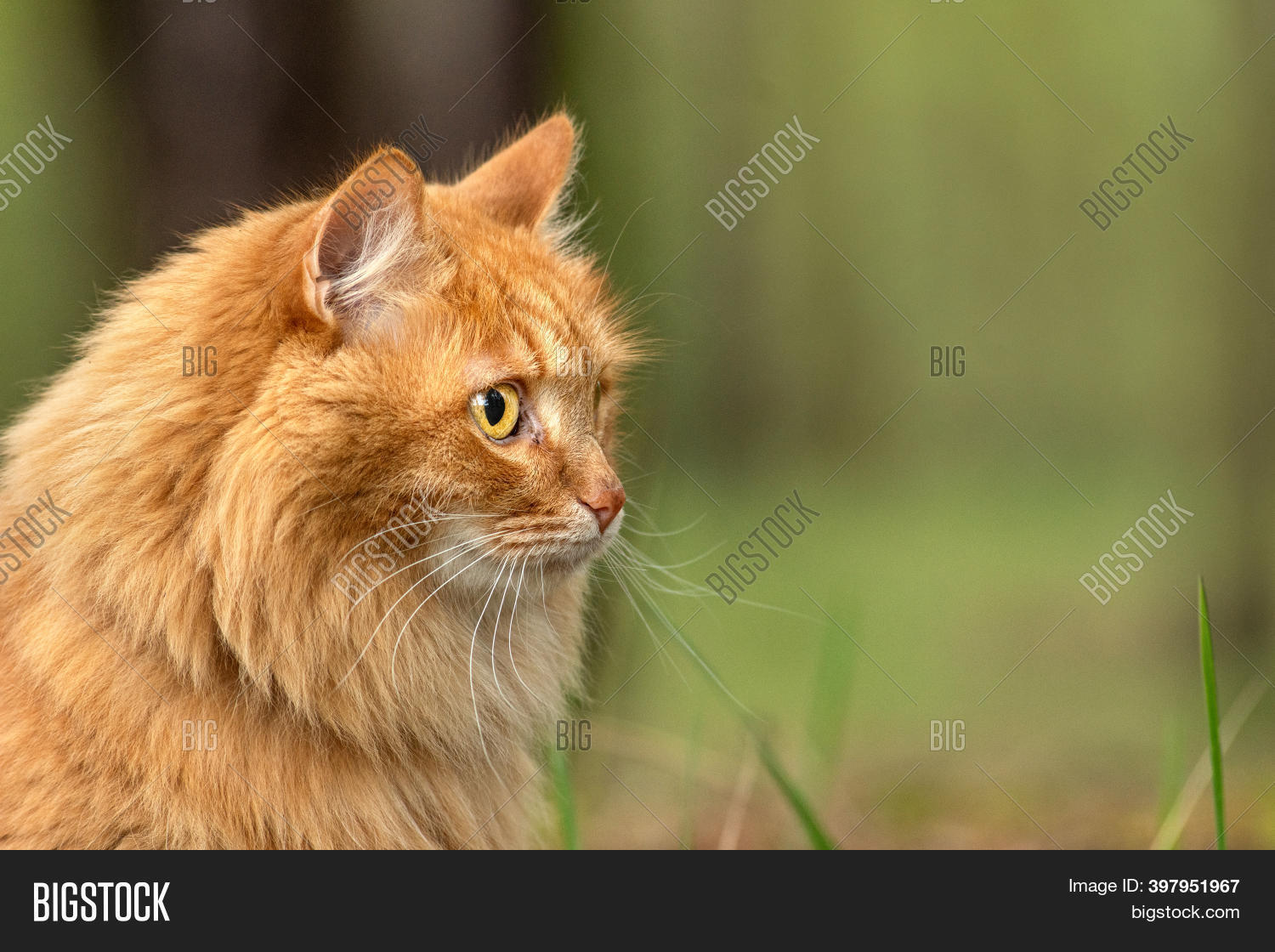 Portrait Red Fur Cat Image & Photo (Free Trial) | Bigstock