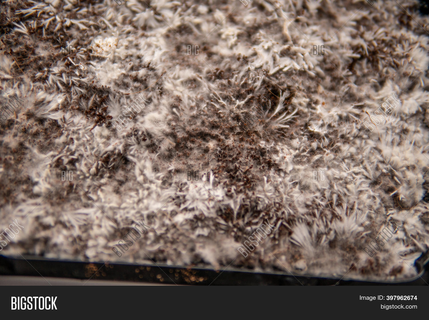 Mycelium Filaments On Image & Photo (Free Trial) | Bigstock