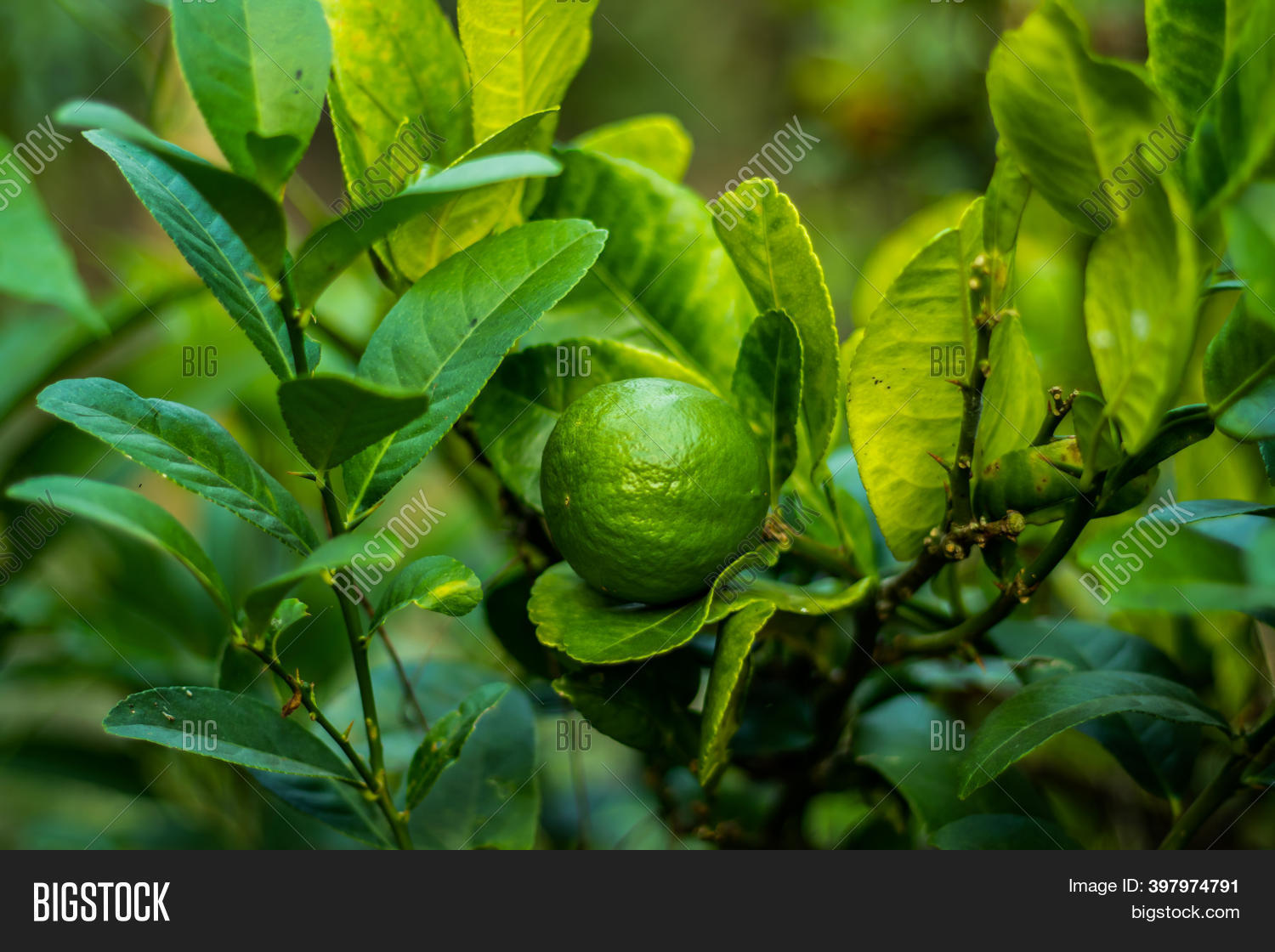Orange Green Seedless Image & Photo (Free Trial) | Bigstock