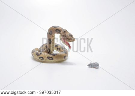 Figure Snake Eat Mouse Image & Photo (Free Trial) | Bigstock