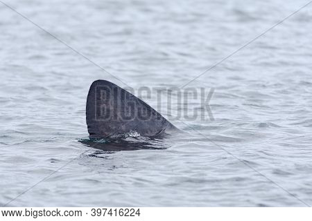 1 - Detailed Side Image & Photo (Free Trial) | Bigstock