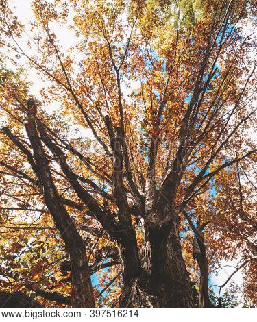 Big Autumn Tree Image & Photo (Free Trial) | Bigstock