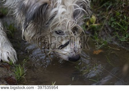 Dog Drinks Puddle. Dog Image & Photo (Free Trial) | Bigstock
