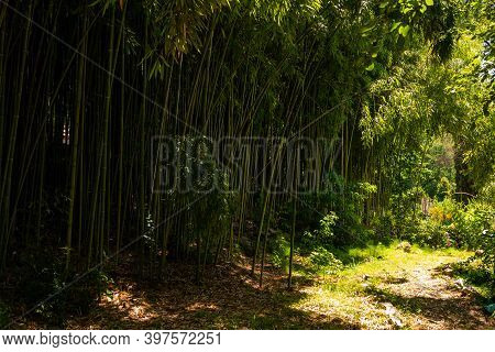 Panorama Bamboo Forest Image & Photo (Free Trial) | Bigstock
