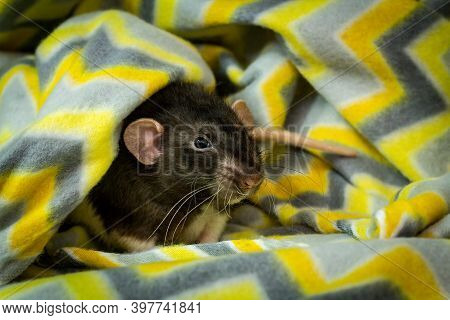 Fancy Agouti-colored Image & Photo (Free Trial) | Bigstock