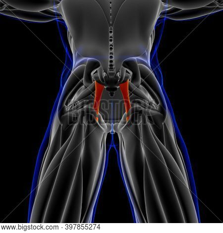 Sacrotuberous Ligament Image & Photo (Free Trial) | Bigstock