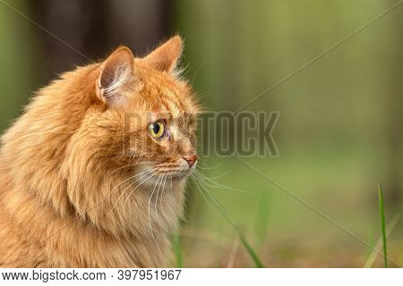 Portrait Red Fur Cat Image & Photo (Free Trial) | Bigstock