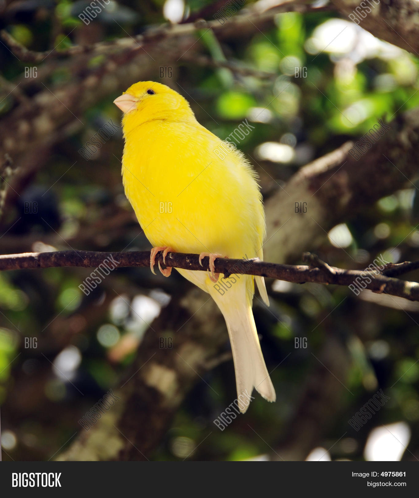 Yellow Canary Image & Photo (Free Trial) | Bigstock