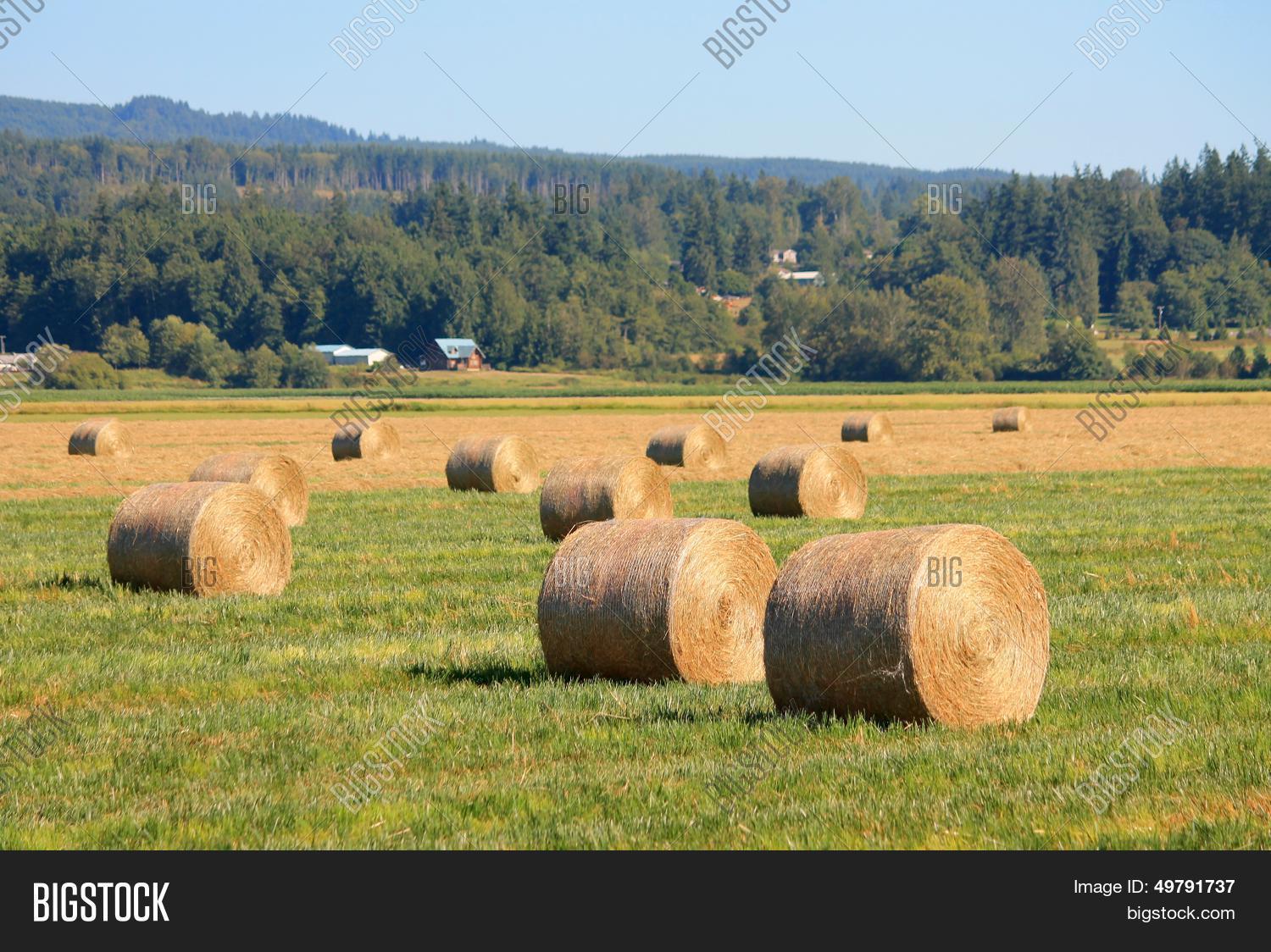 Large Round Hay Bales Image & Photo (Free Trial) | Bigstock