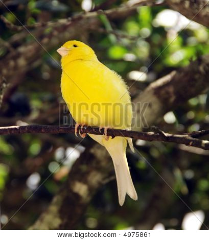 Yellow Canary Image & Photo (Free Trial) | Bigstock