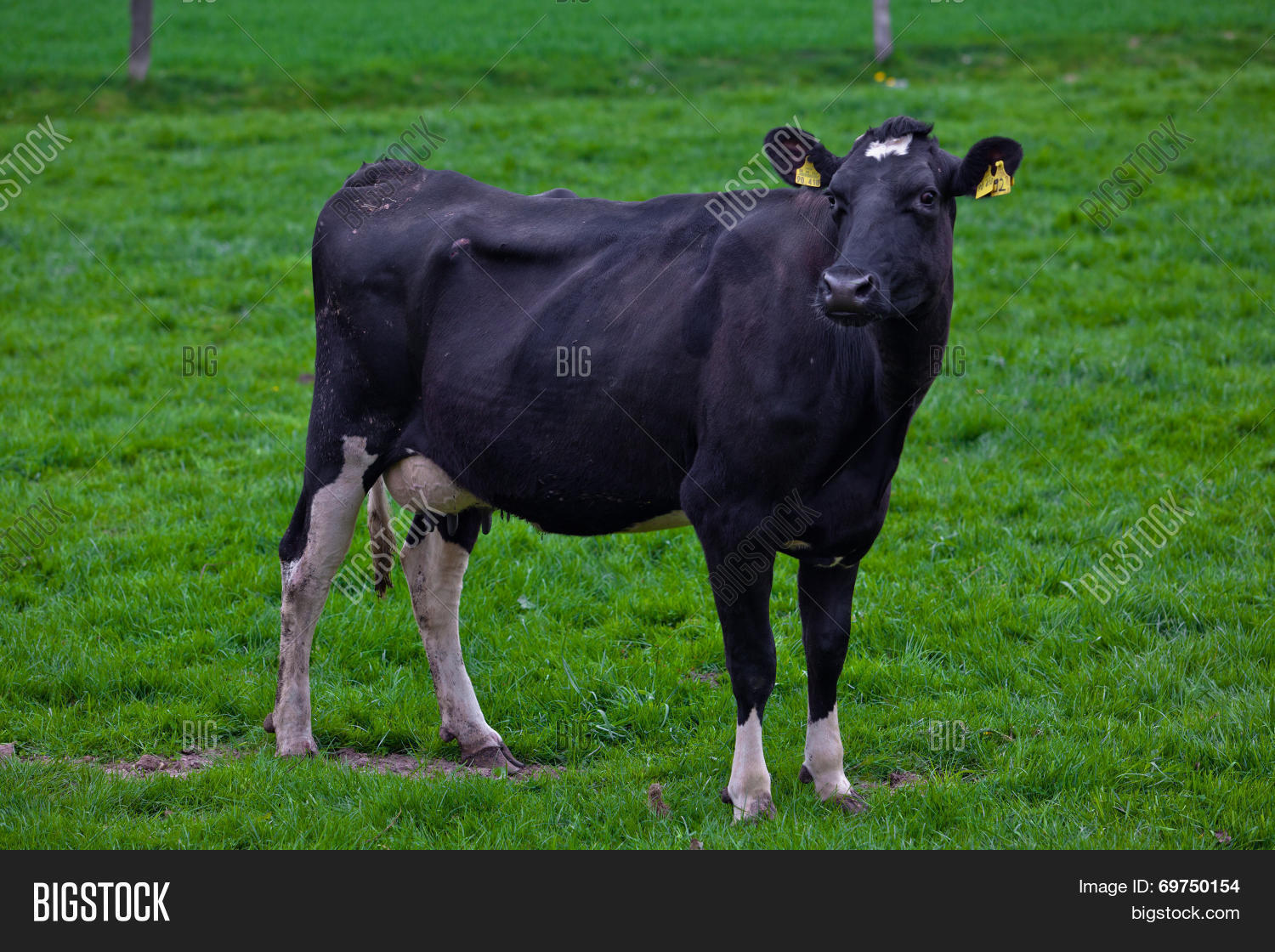 Cows On Meadow Image & Photo (Free Trial) | Bigstock