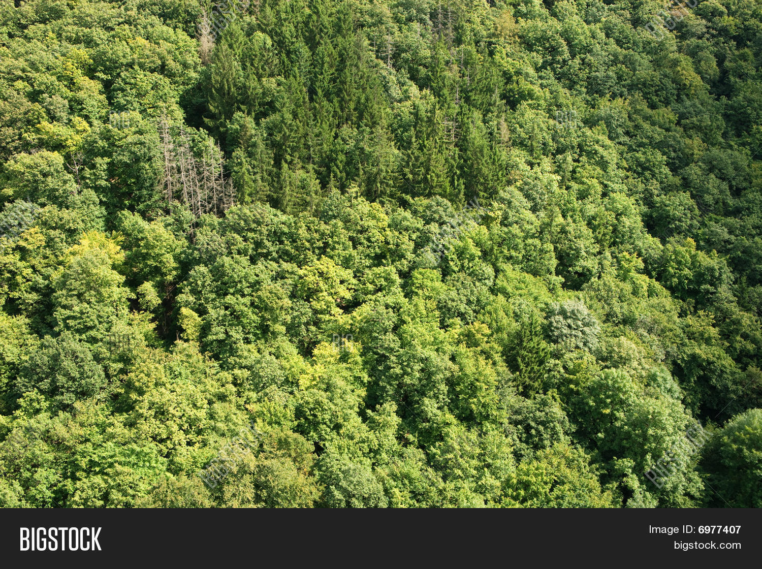 Forest Above Image & Photo (Free Trial) | Bigstock