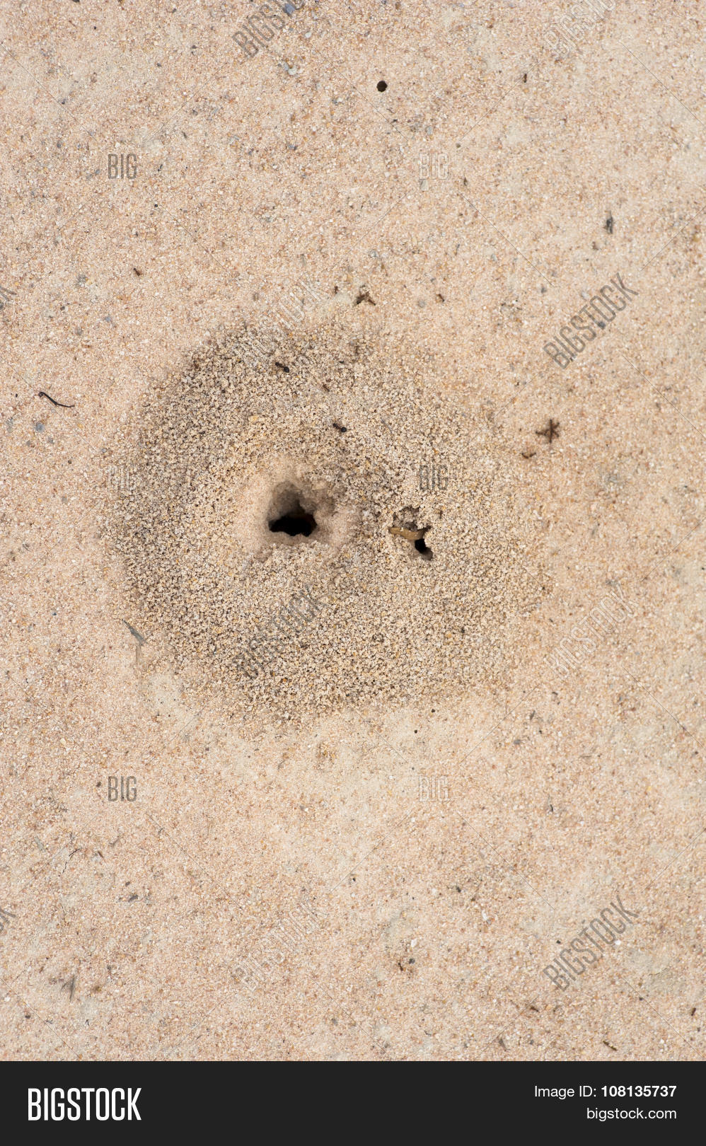 Ant Colony Designs Image & Photo (Free Trial) | Bigstock