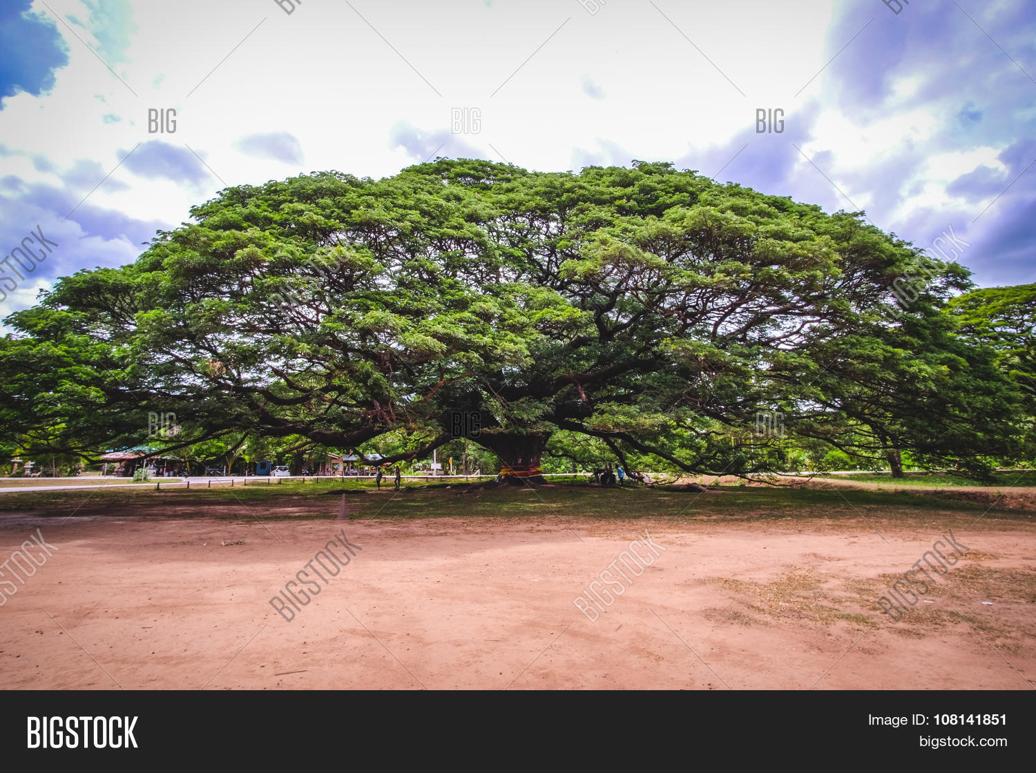 Giant Monkeypod Tree Image & Photo (Free Trial) | Bigstock