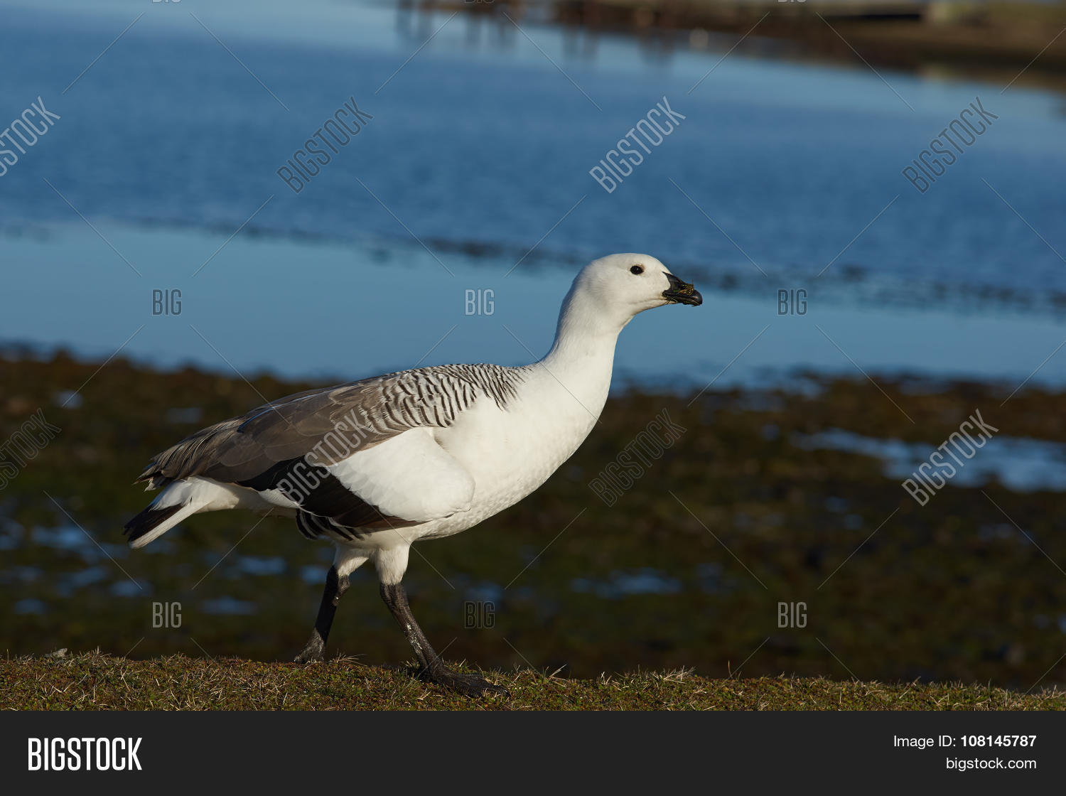 Male Upland Goose Image & Photo (Free Trial) | Bigstock