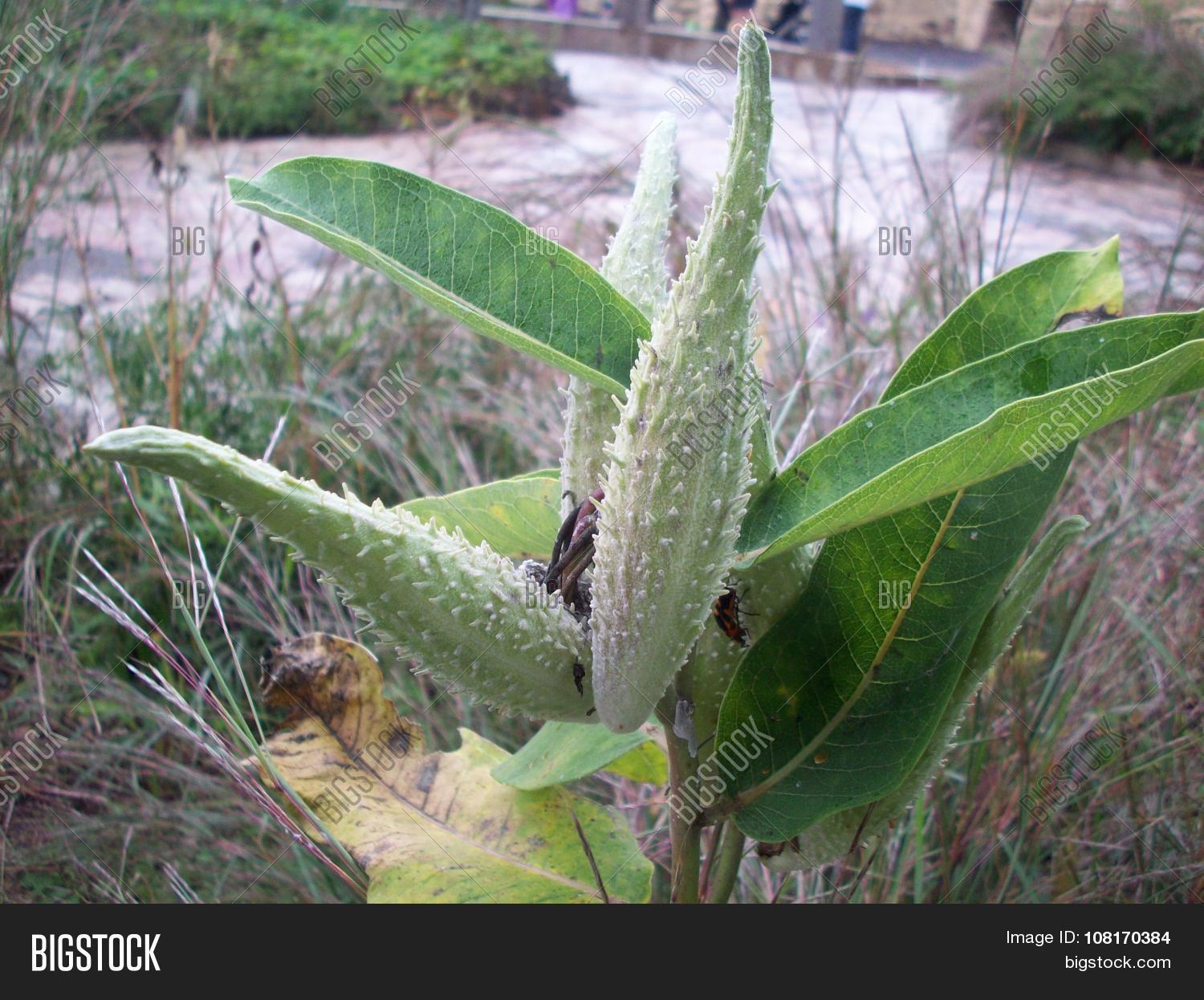 Milkweed Pods Image & Photo (Free Trial) | Bigstock