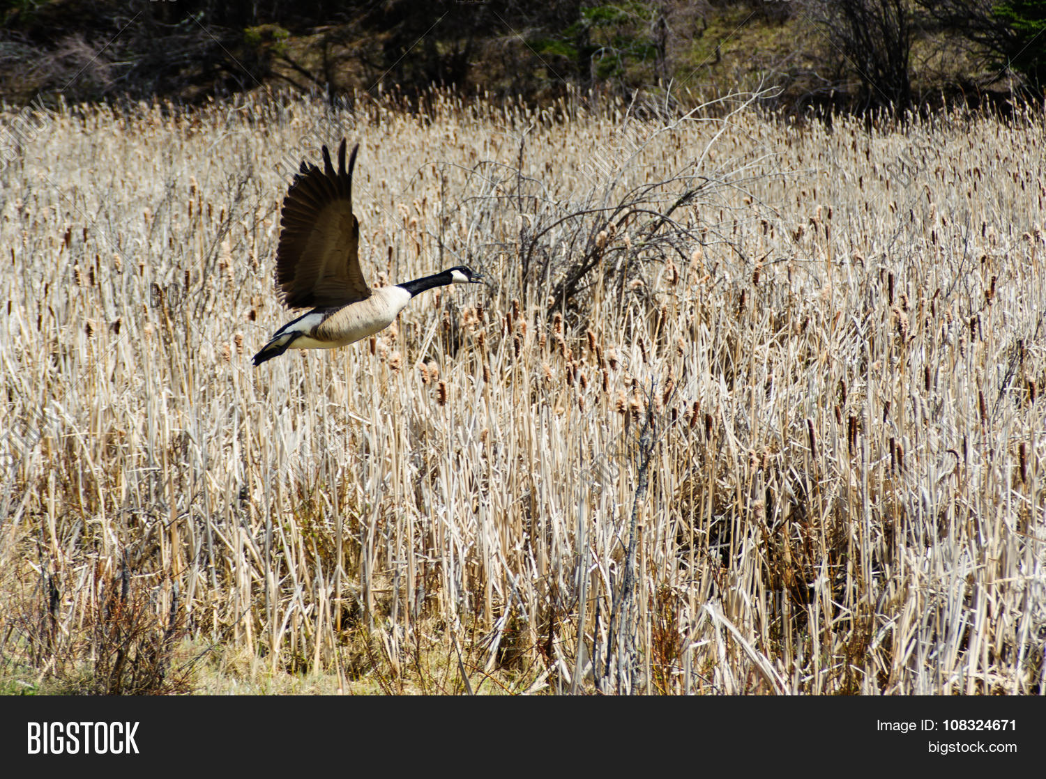 Giant Canada Goose On Image & Photo (Free Trial) | Bigstock