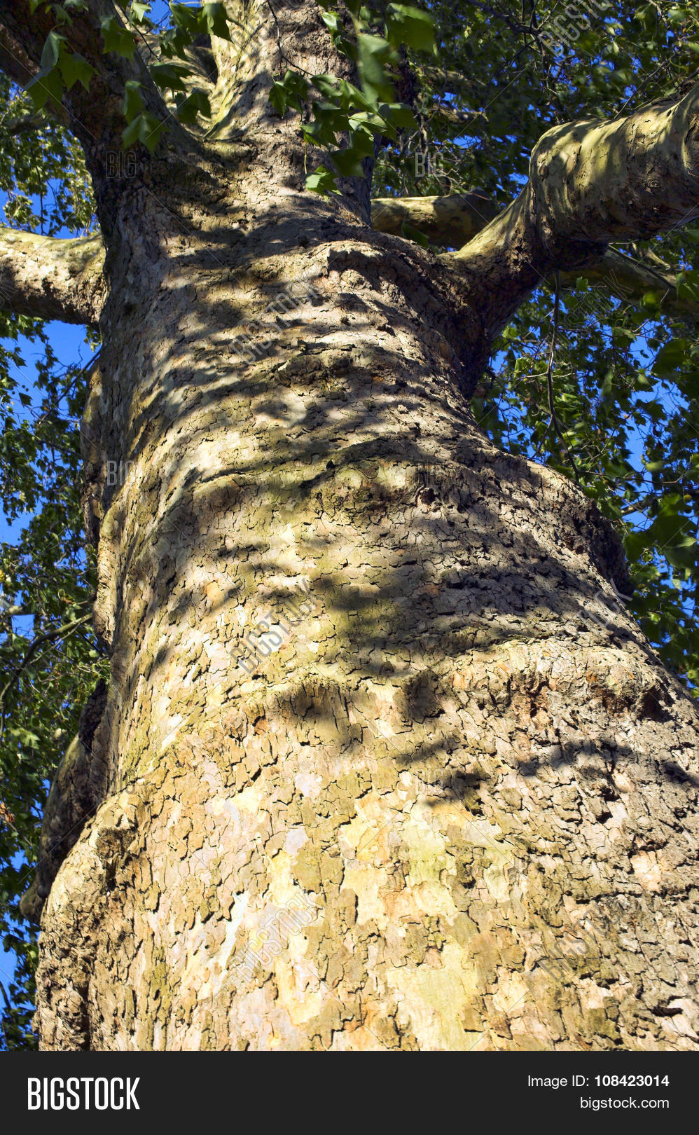 London Plane Tree Image & Photo (Free Trial) | Bigstock