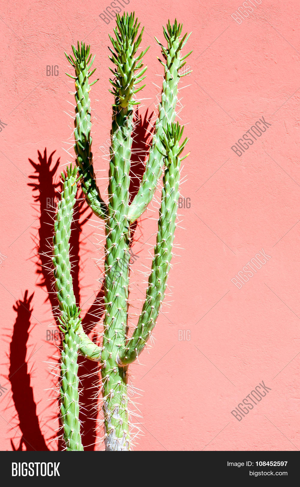 Cactus Texture Image & Photo (Free Trial) | Bigstock