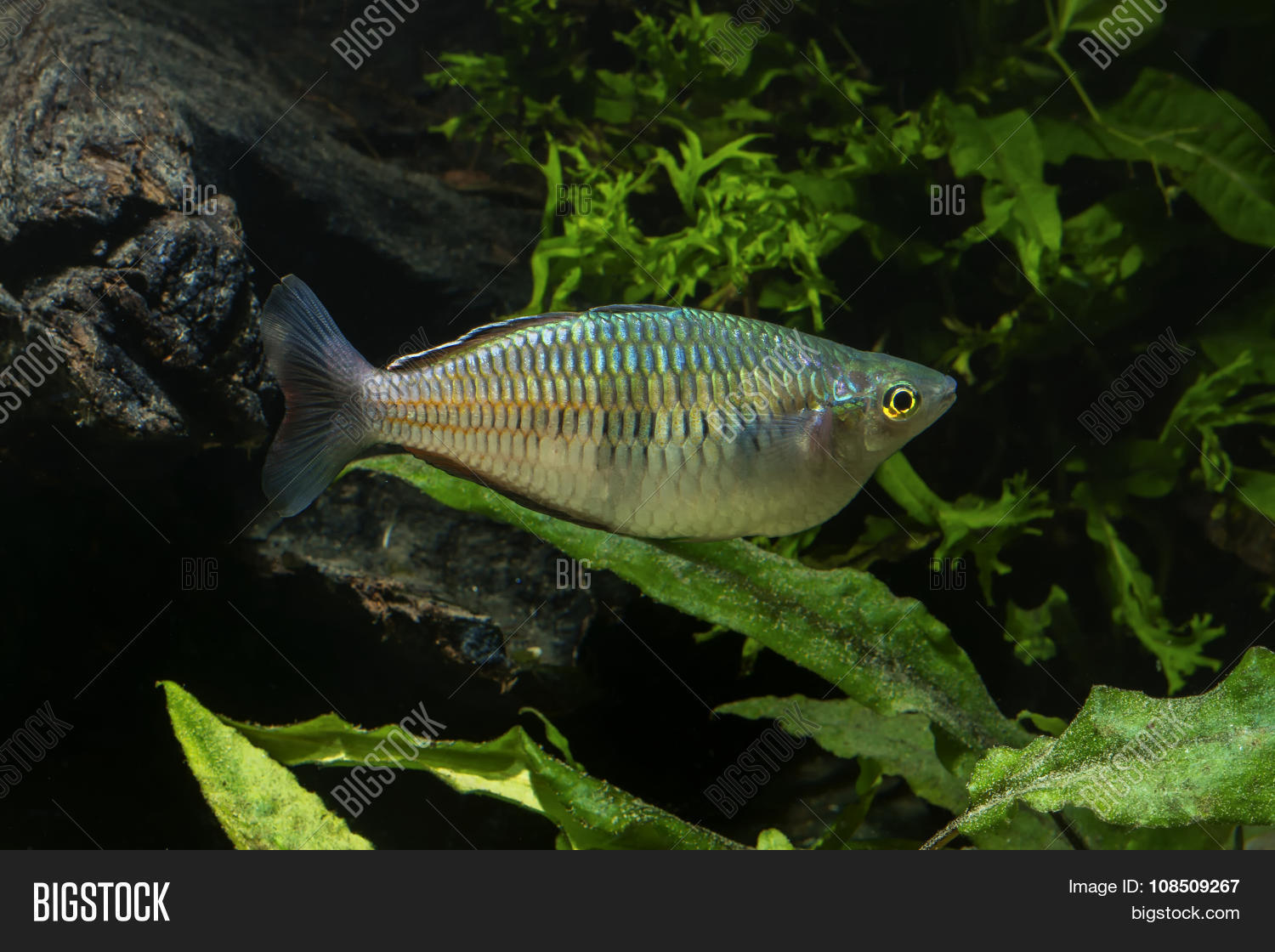 Rainbow Fish Image & Photo (Free Trial) | Bigstock