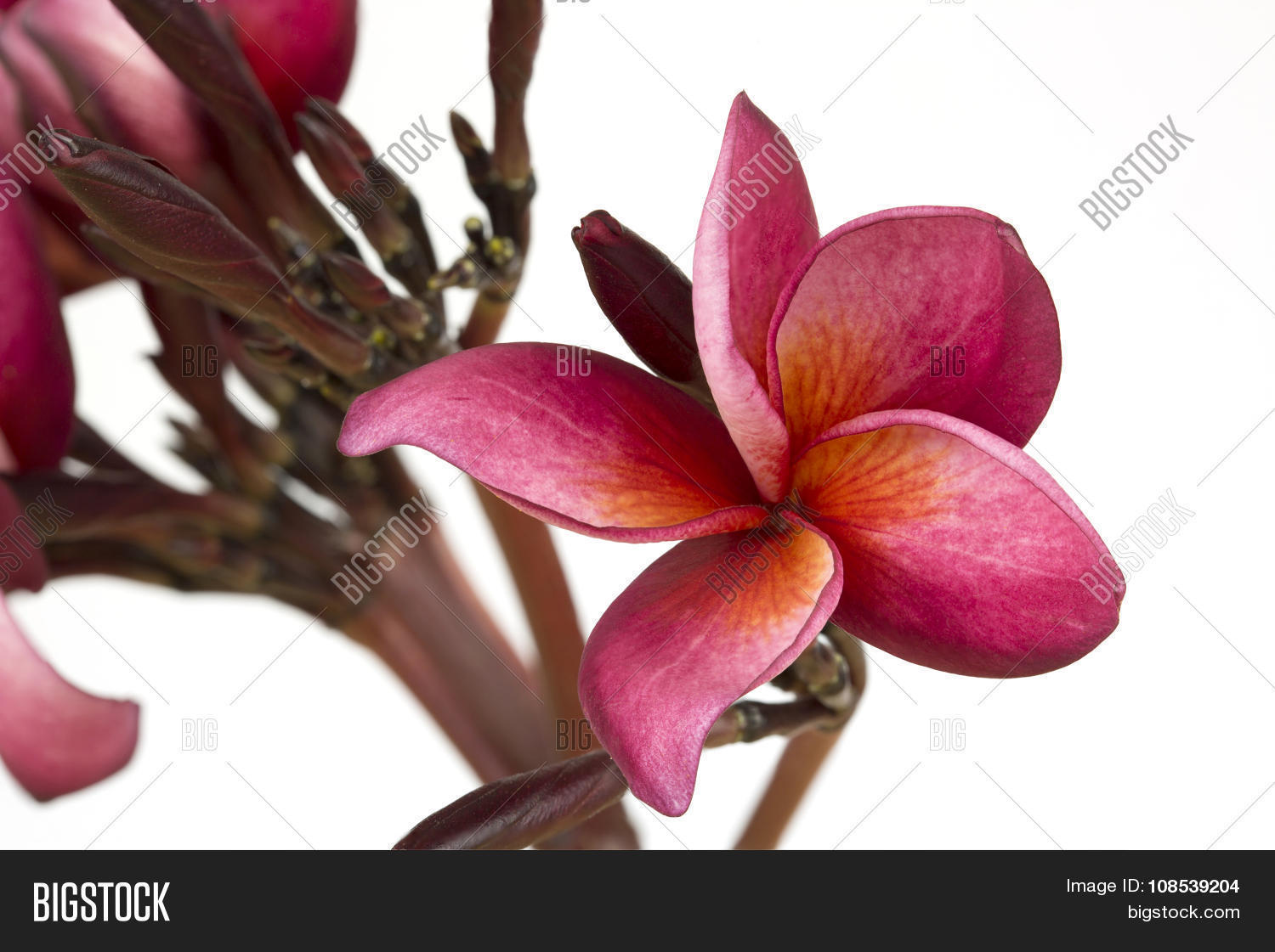 Red Plumeria Image & Photo (Free Trial) | Bigstock