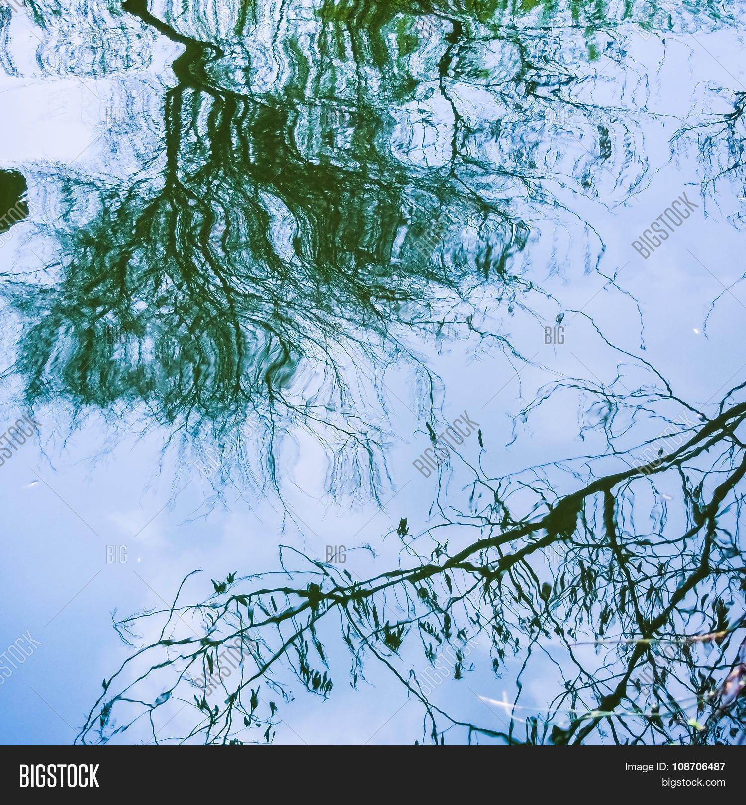 Reflection Tree Branch Image & Photo (Free Trial) | Bigstock