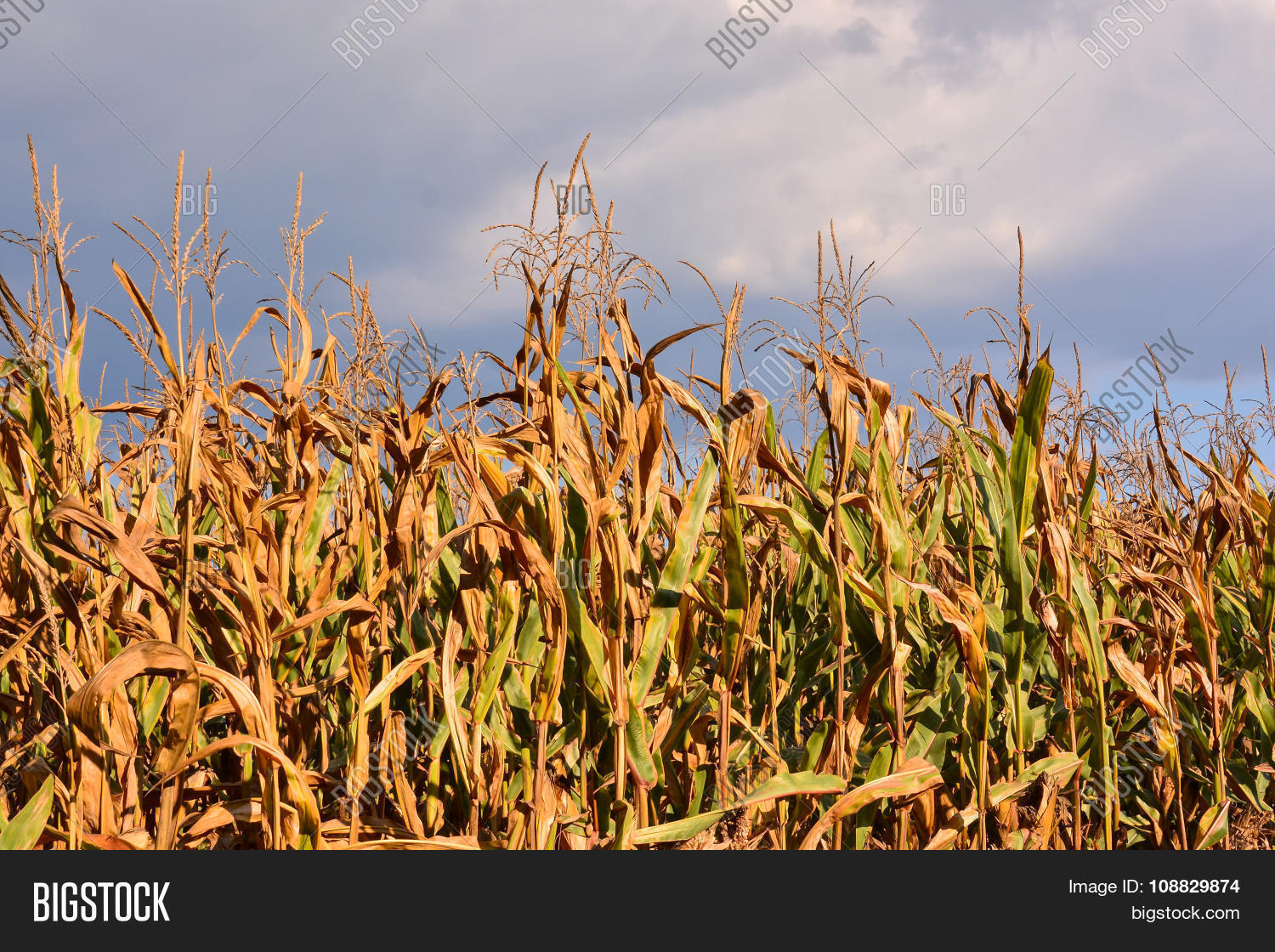Corn Plant Background Image & Photo (Free Trial) | Bigstock