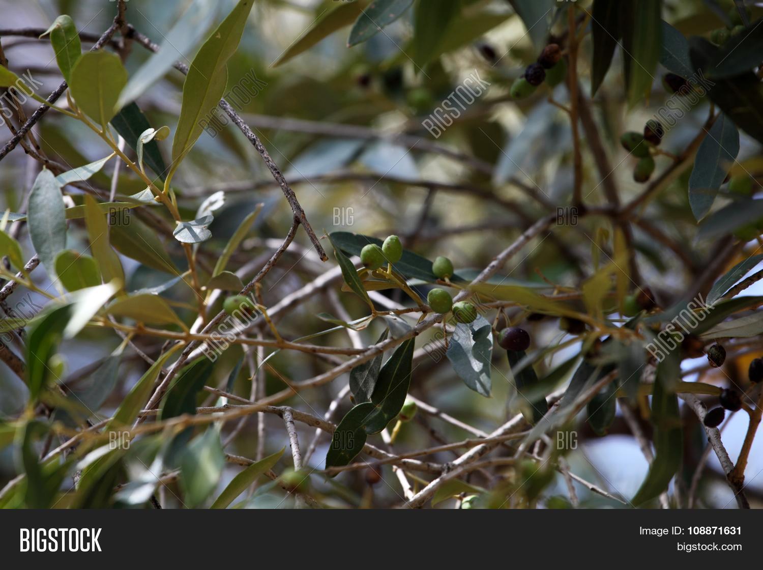 African Olive Tree Image & Photo (Free Trial) | Bigstock
