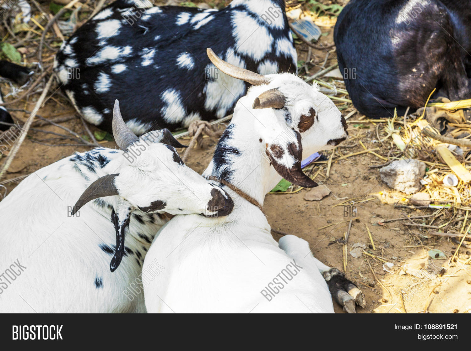 Goats Selling Bazaar Image & Photo (Free Trial) | Bigstock