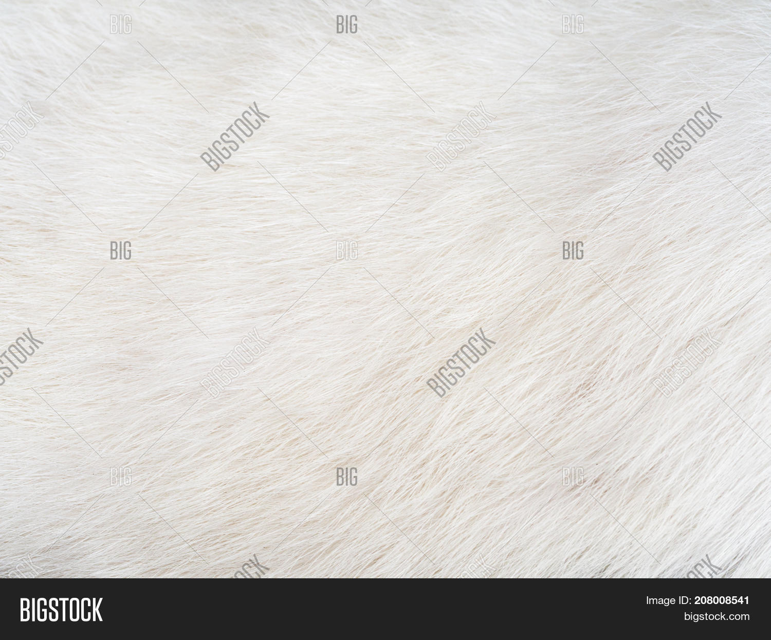 Texture Soft White Cat Image & Photo (Free Trial) | Bigstock
