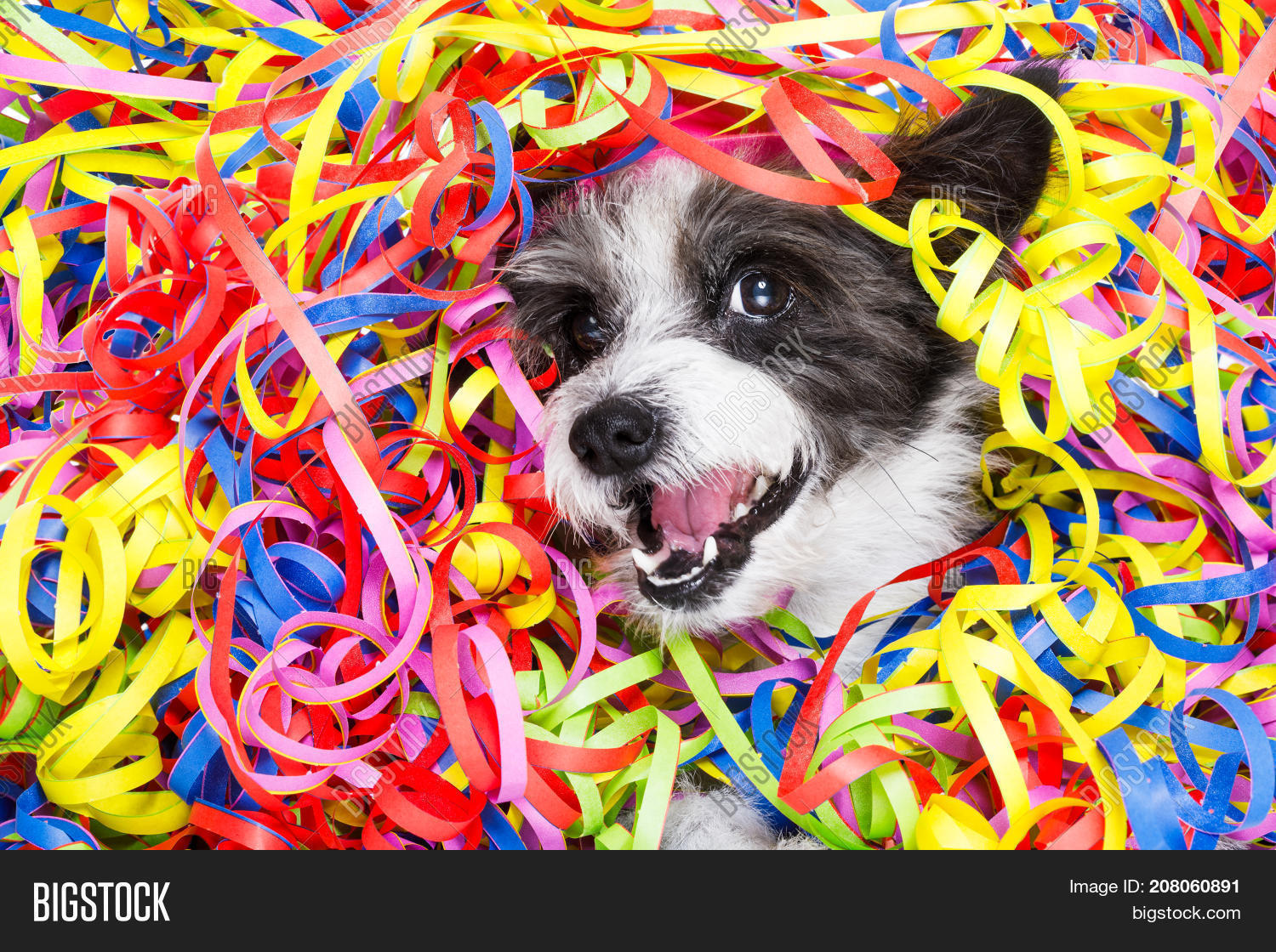 Party Celebration Dog Image & Photo (Free Trial) | Bigstock