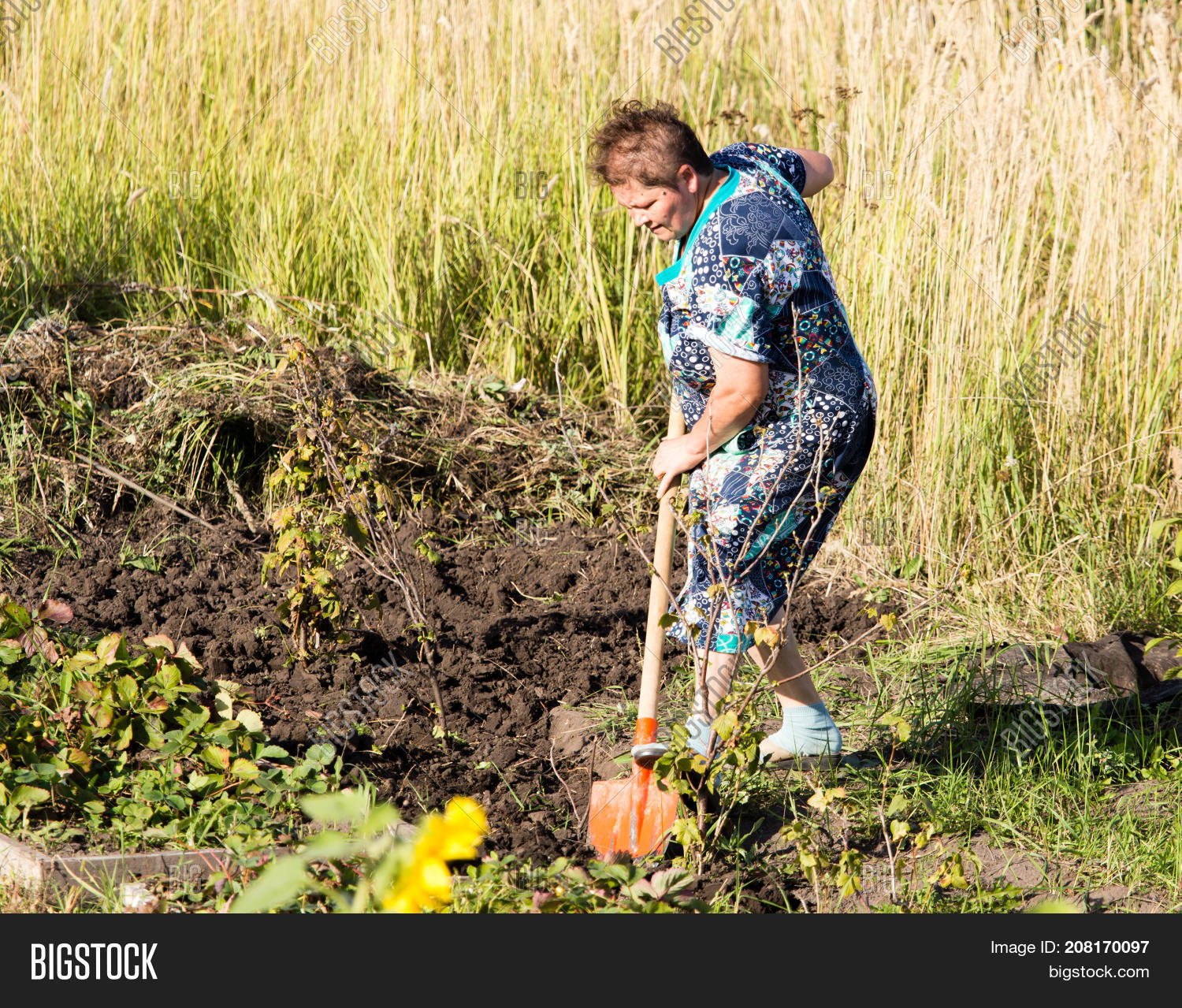 Woman Digs Garden Image & Photo (Free Trial) | Bigstock