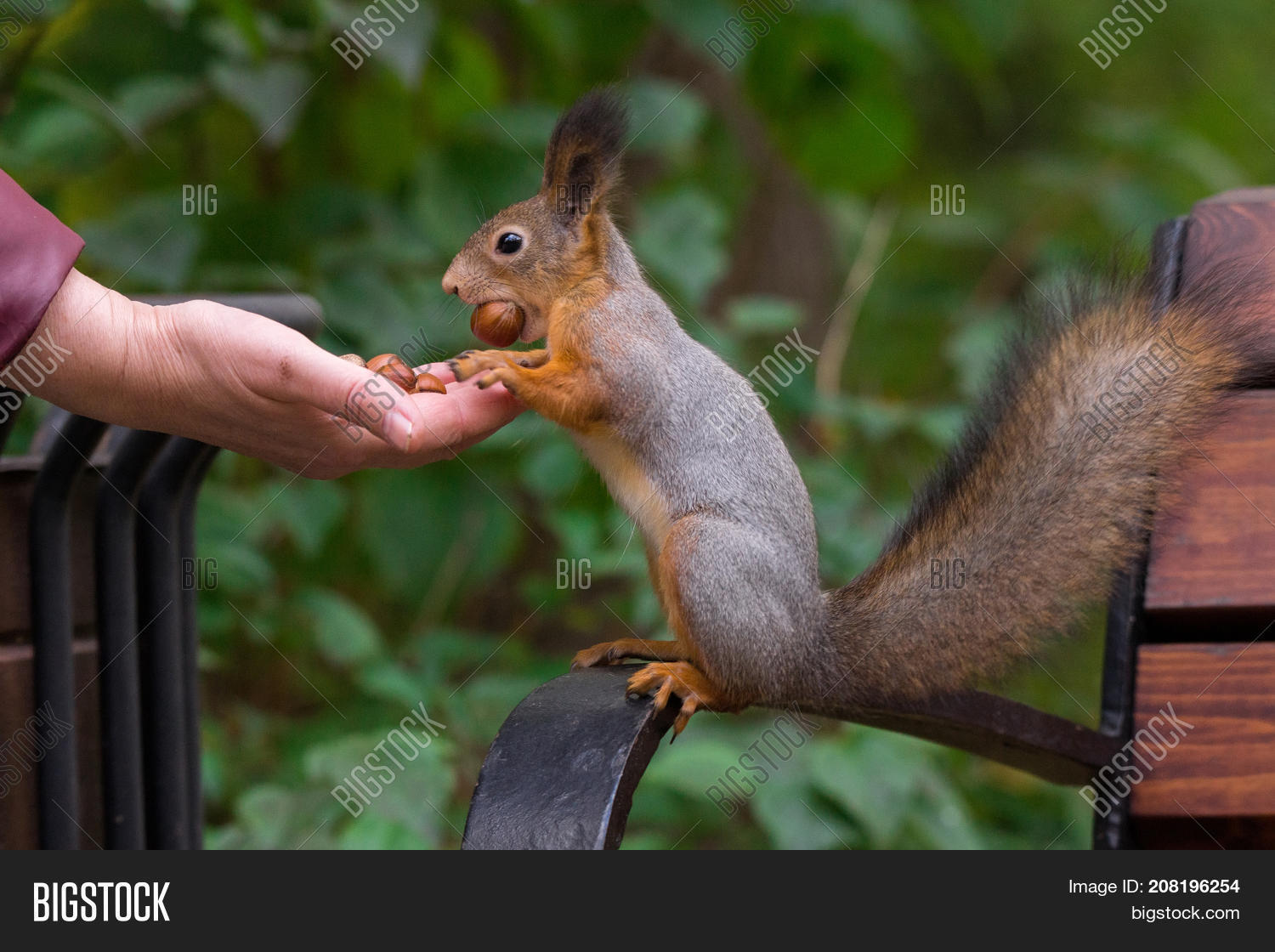 Squirrel Eats Nuts Out Image & Photo (Free Trial) | Bigstock