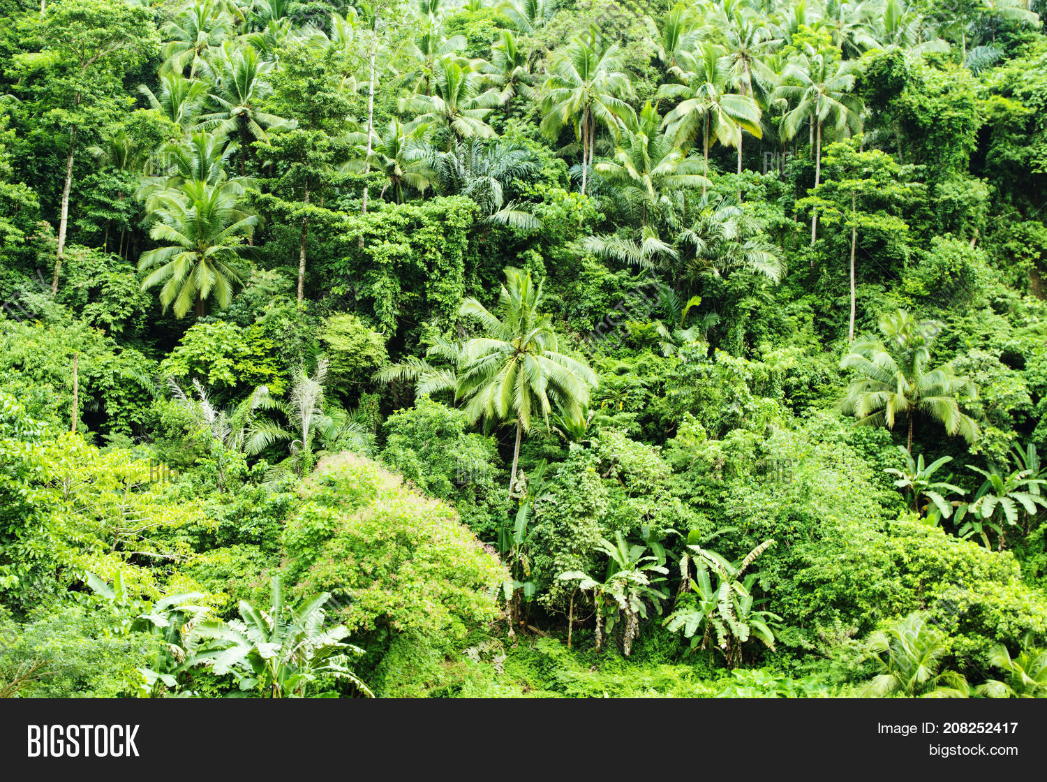 Tropical Jungle Palms Image & Photo (Free Trial) | Bigstock