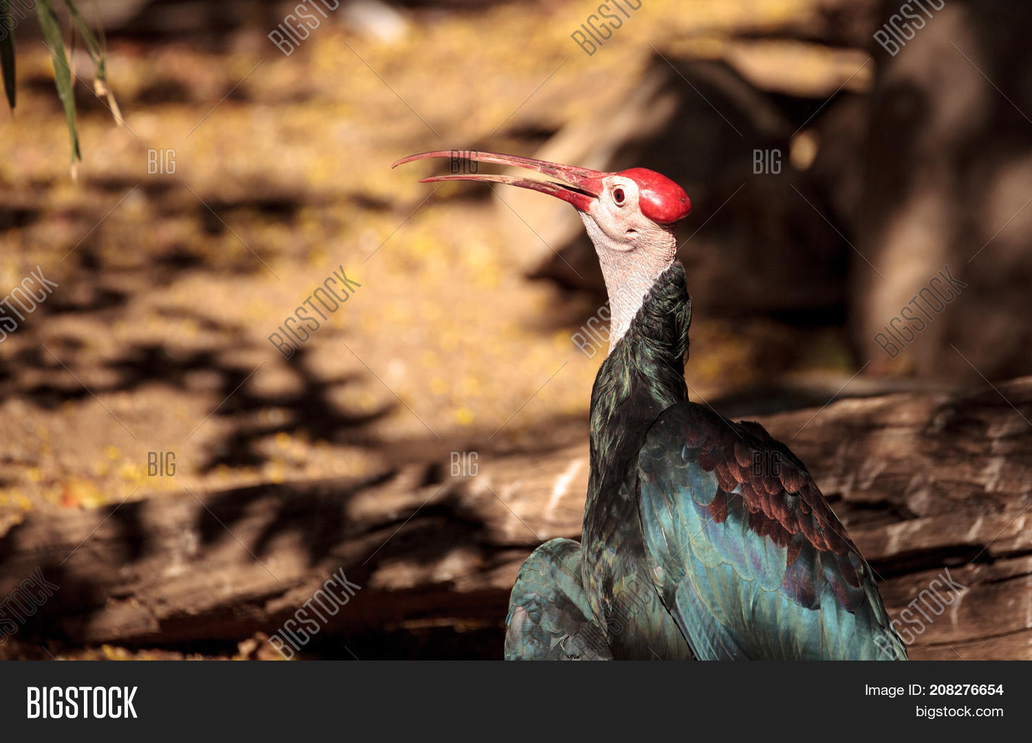 Southern Bald Ibis Image & Photo (Free Trial) | Bigstock