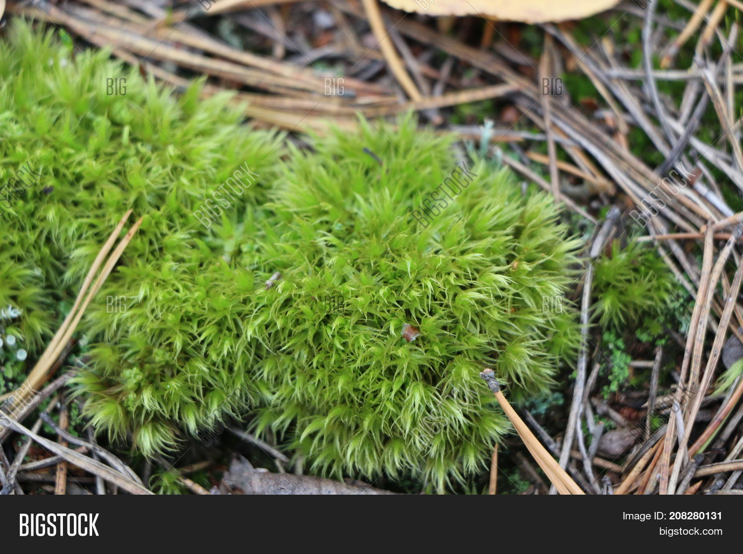Texture - Green Fluffy Image & Photo (Free Trial) | Bigstock