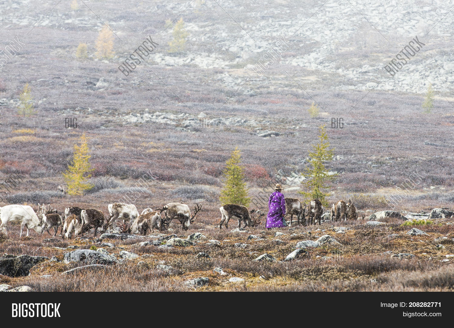 Tsaatan Woman Rain Image & Photo (Free Trial) | Bigstock