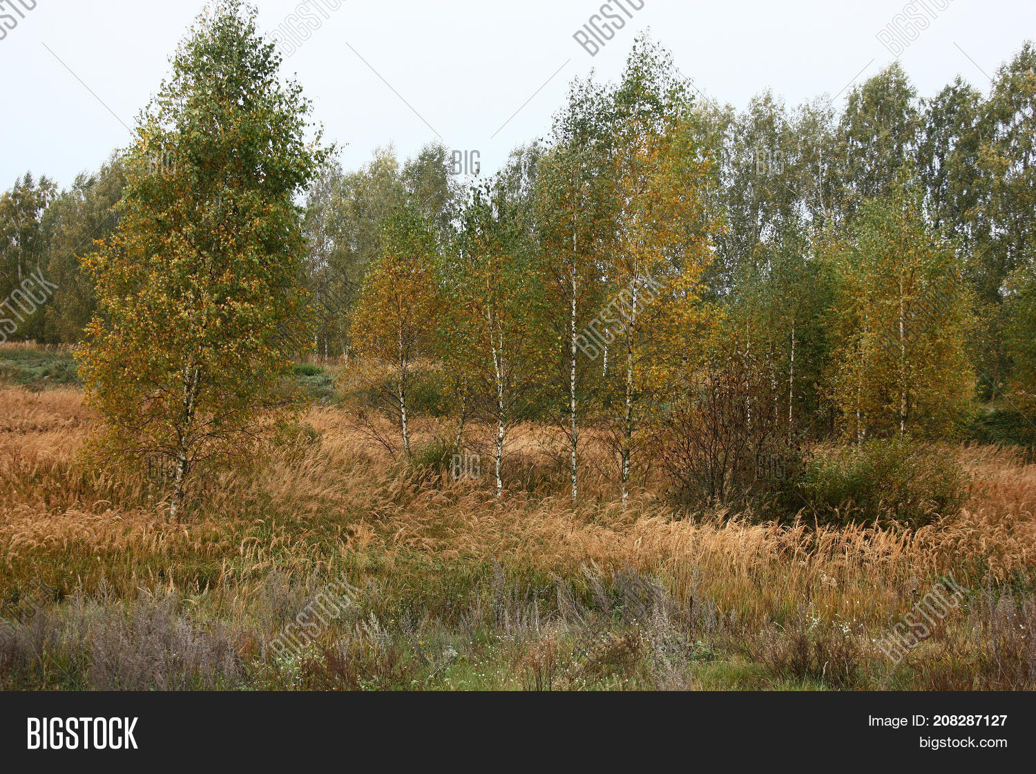 Grey Autumn Morning. Image & Photo (Free Trial) | Bigstock