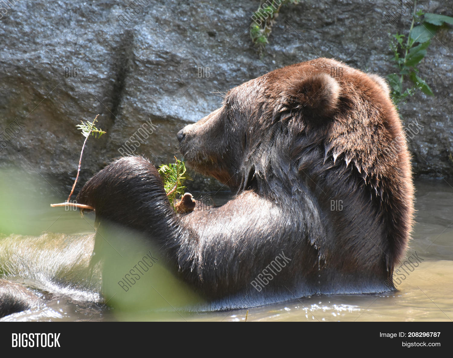 Kodiak Bear Floating Image & Photo (Free Trial) | Bigstock