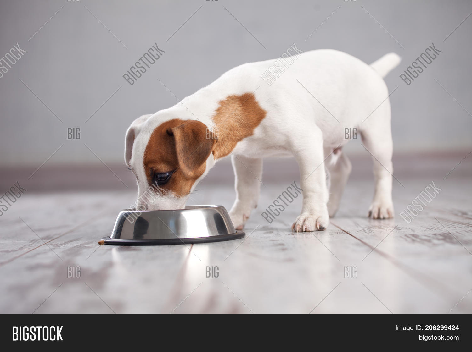 Dog Home. Puppy Eating Image & Photo (Free Trial) | Bigstock