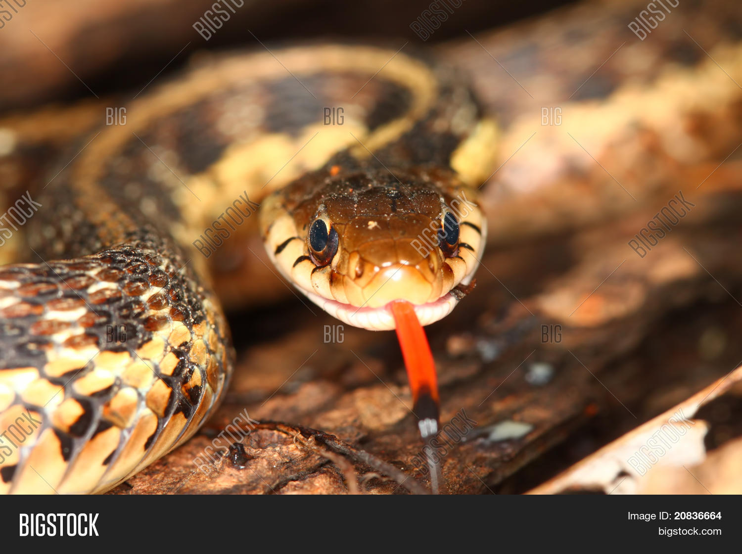 Imagen y foto Serpiente Jarretera (prueba gratis) | Bigstock