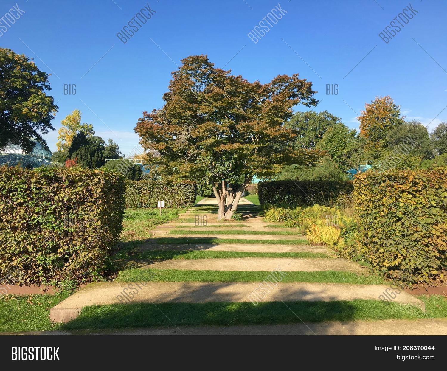 Two Merged Trees Into Image & Photo (Free Trial) | Bigstock