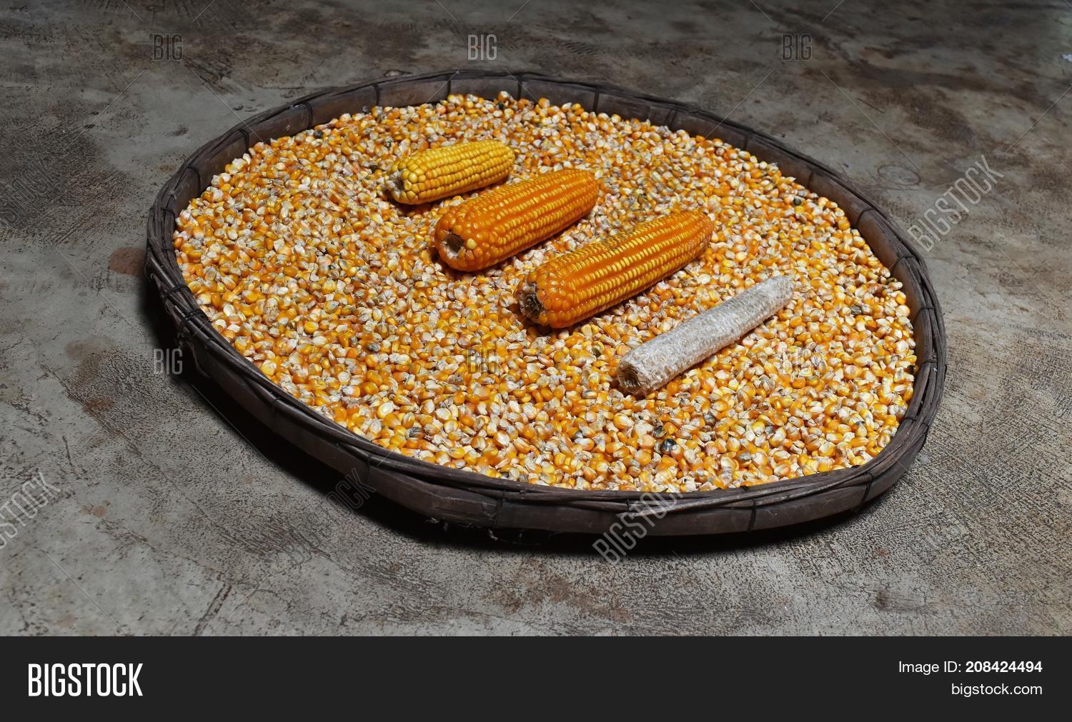 Corn Cob Corn On Many Image & Photo (Free Trial) | Bigstock
