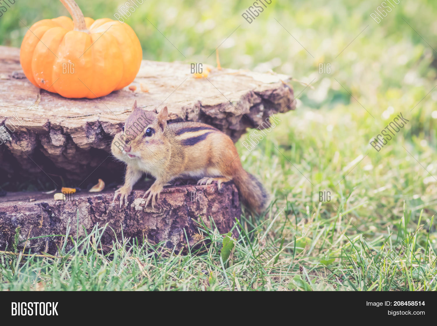Eastern Chipmunk ( Image & Photo (Free Trial) | Bigstock