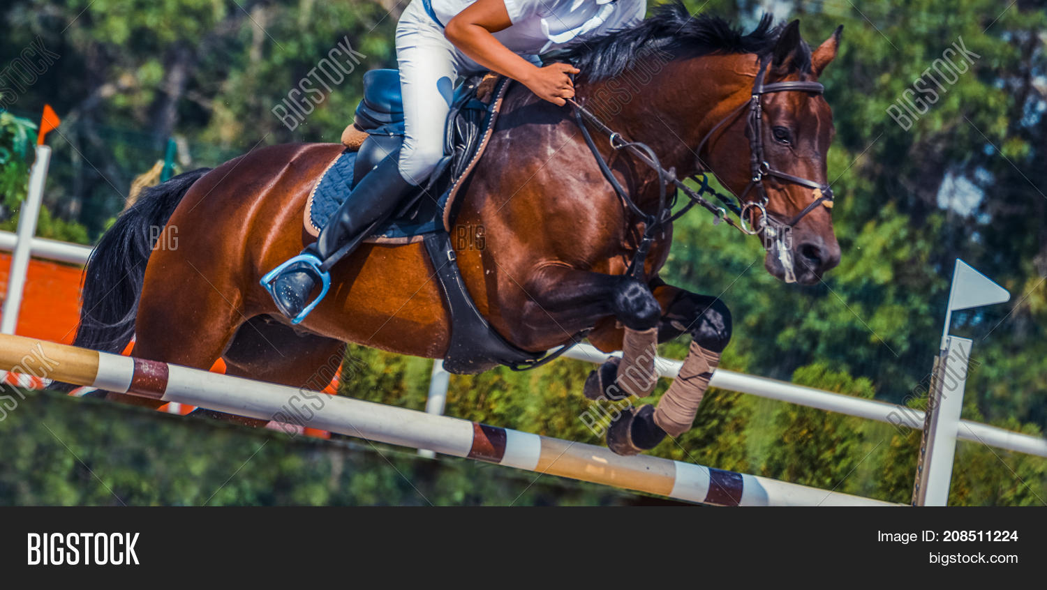 Bay Dressage Horse Image & Photo (Free Trial) | Bigstock