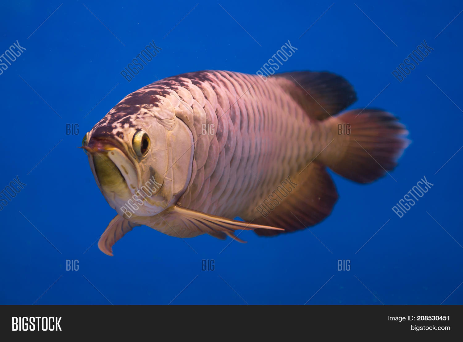 Asian Gold Arowana Image & Photo (Free Trial) | Bigstock