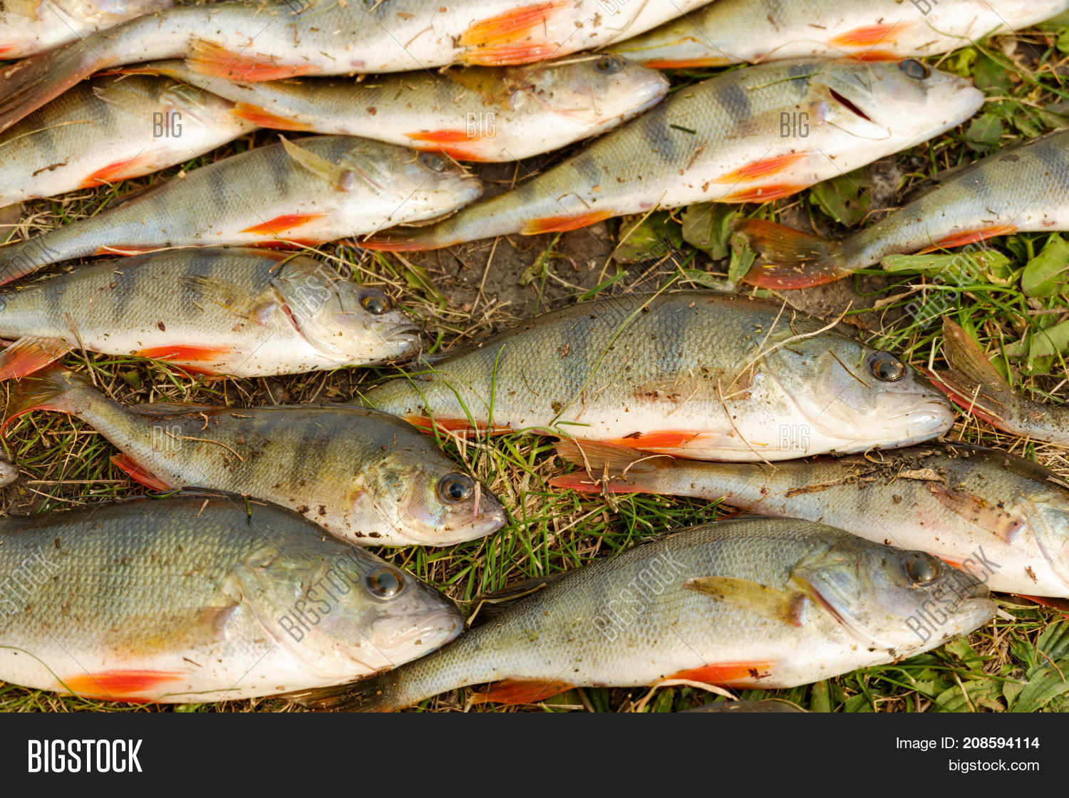 Fresh Catch Fish Lying Image & Photo (Free Trial) | Bigstock