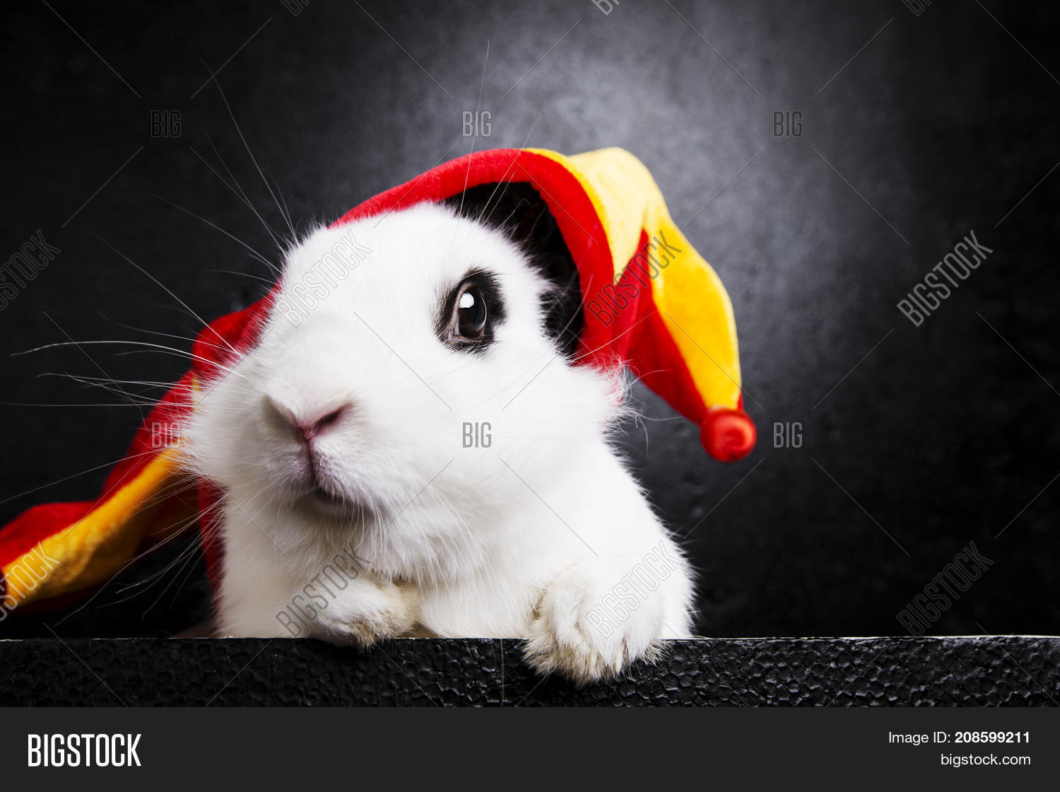 White Rabbit Joker Cap Image & Photo (Free Trial) | Bigstock