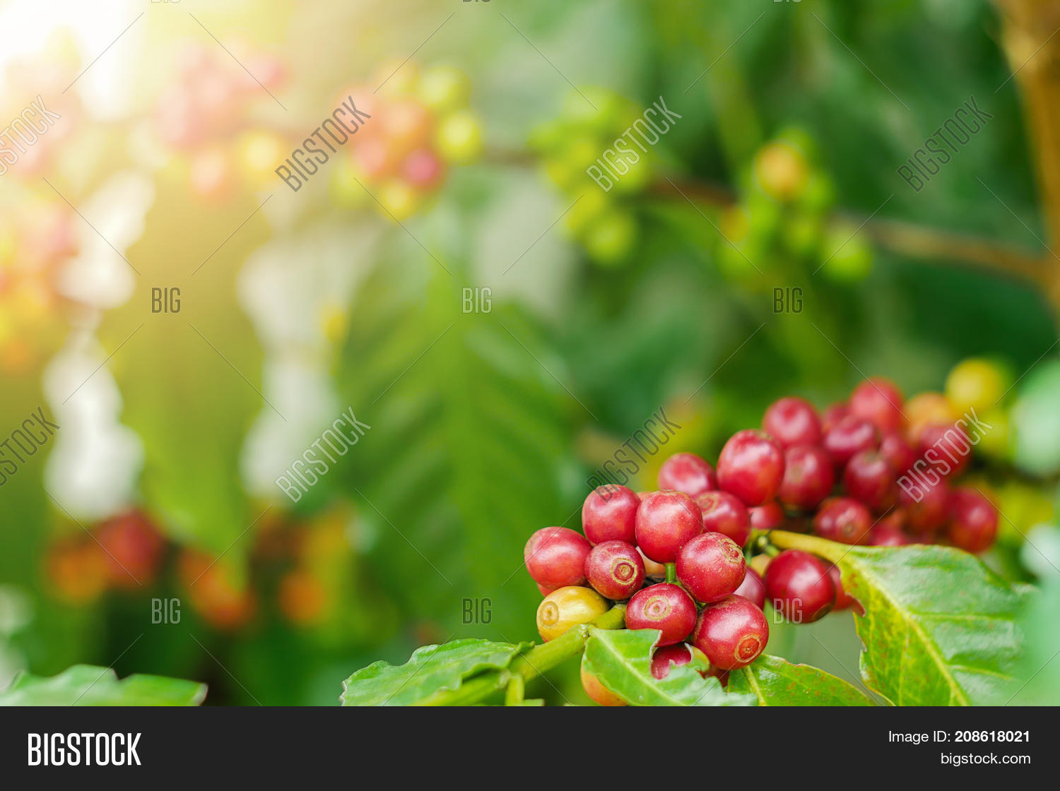 Close Cherry Coffee Image & Photo (Free Trial) | Bigstock