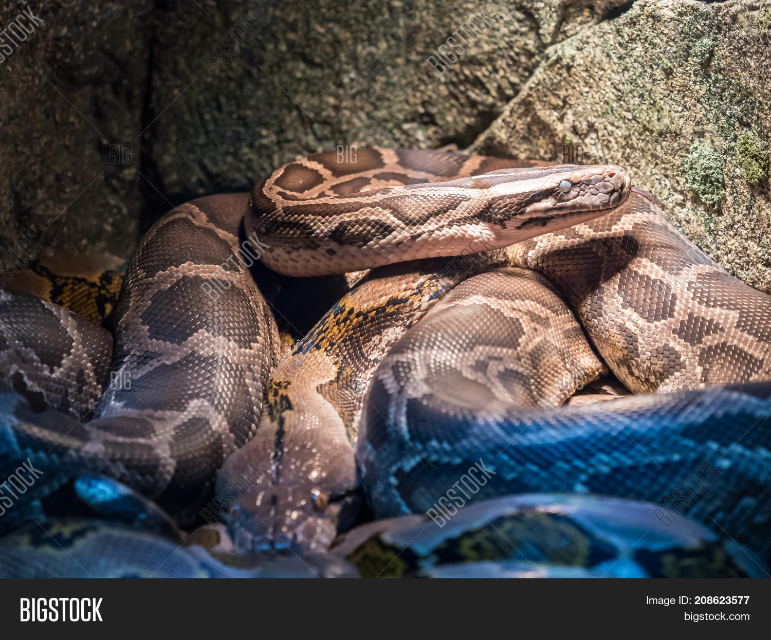 Ball Python Close Image & Photo (Free Trial) | Bigstock